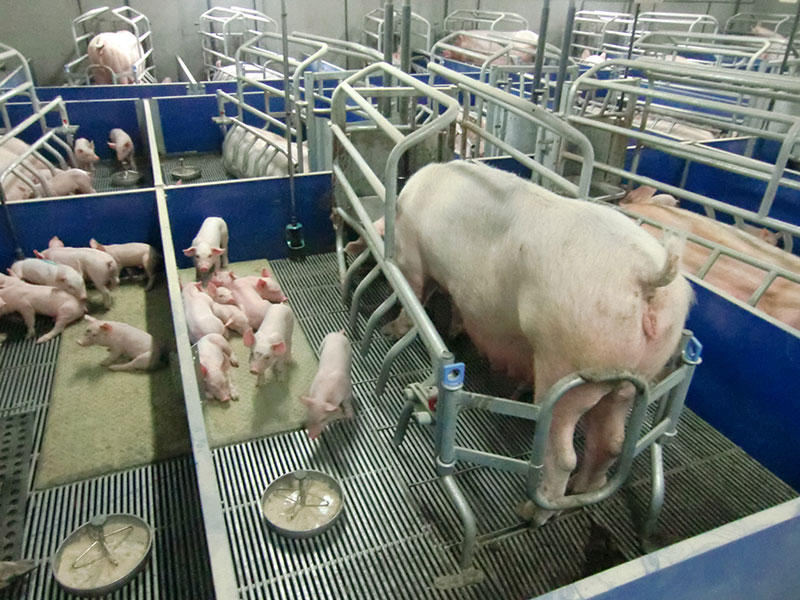 Maternité Caillebotis fils ou plastique - Agri-Industrie